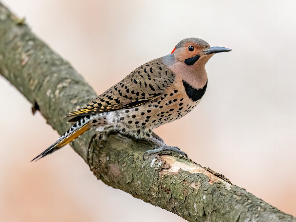 Northern Flicker - Colaptes auratus - Birds of the World