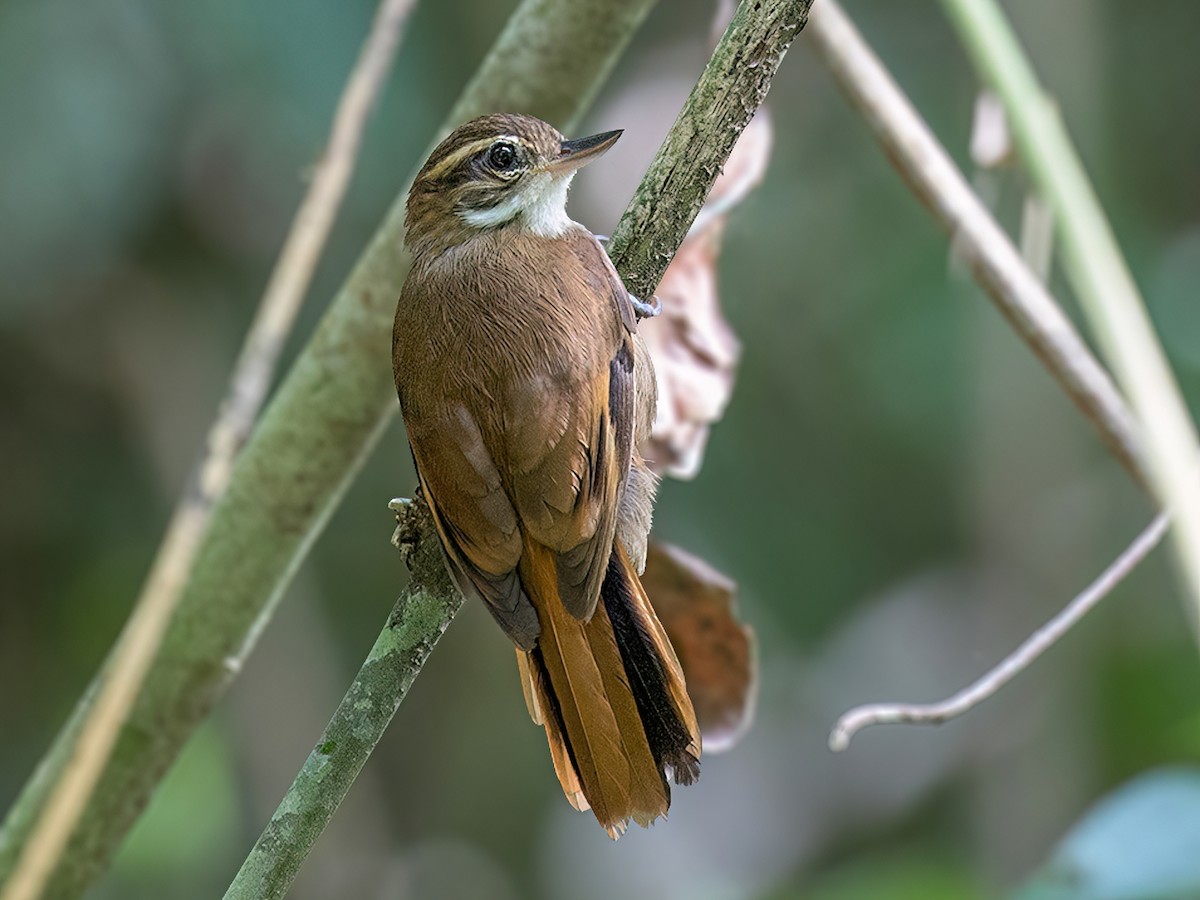 Atlantic Plain-Xenops - Xenops minutus - Birds of the World