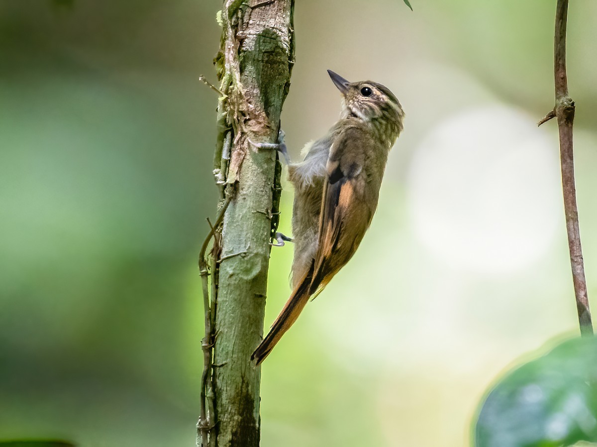 Amazonian Plain-Xenops - Xenops genibarbis - Birds of the World