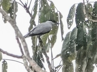 White-tailed Tityra - Tityra leucura - Birds of the World