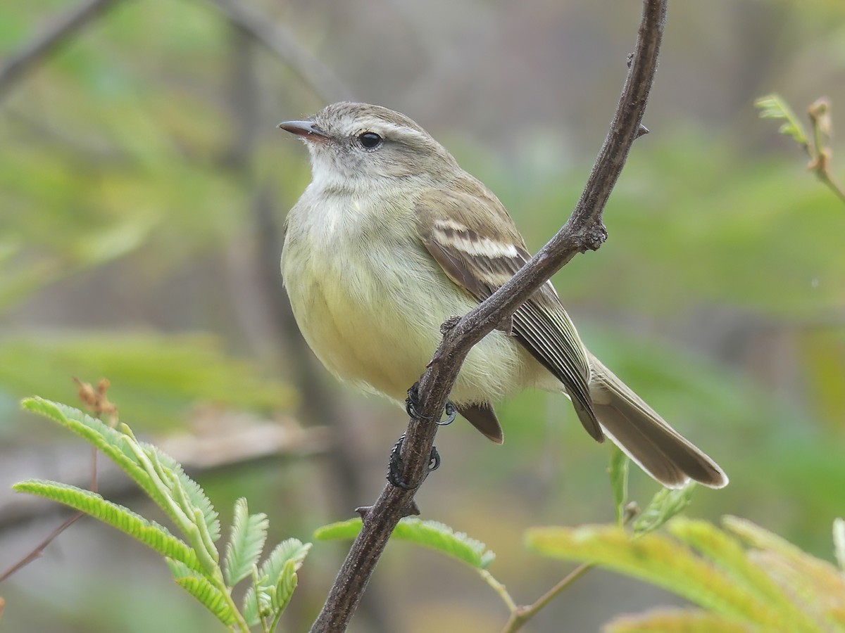 Mouse-colored Tyrannulet - Nesotriccus murinus - Birds of the World