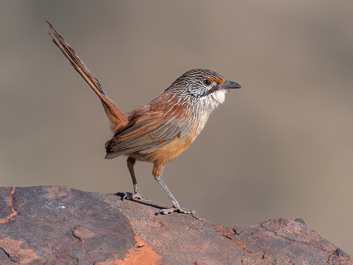 Pilbara Grasswren - Amytornis whitei - Birds of the World