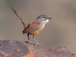 Pilbara Grasswren - Amytornis whitei - Birds of the World