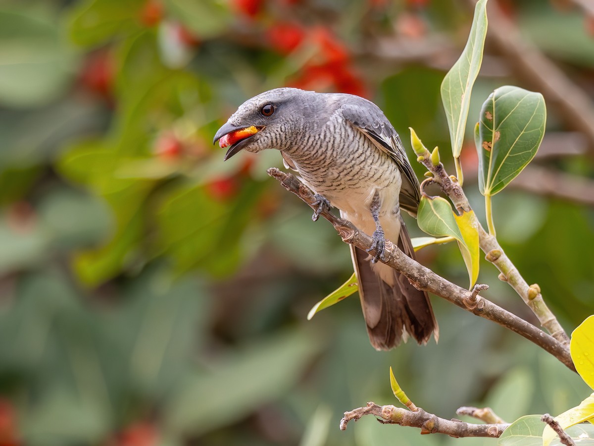 Indian Cuckooshrike - Coracina macei - Birds of the World