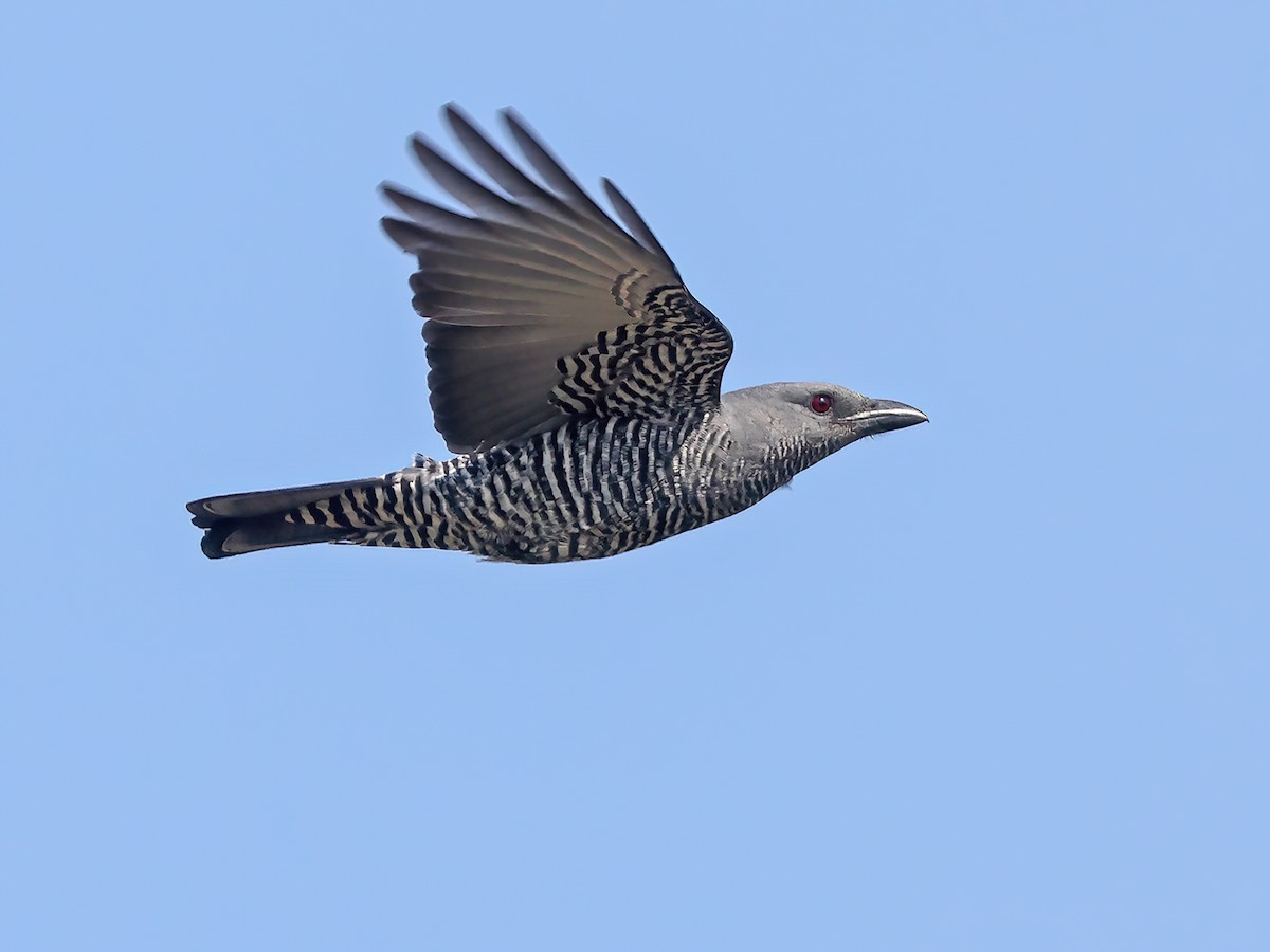 Visayan Cuckooshrike - Coracina panayensis - Birds of the World