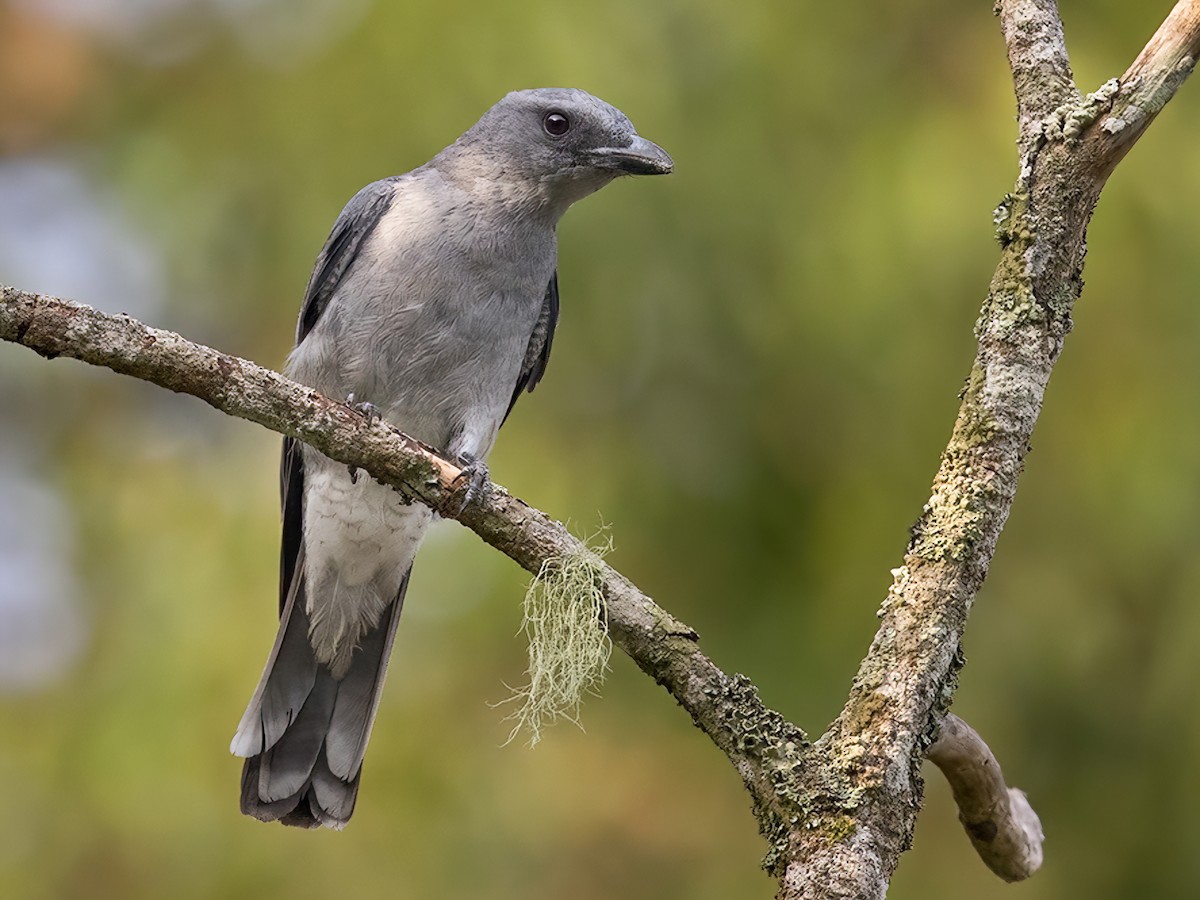 Malayan Cuckooshrike - Coracina larutensis - Birds of the World