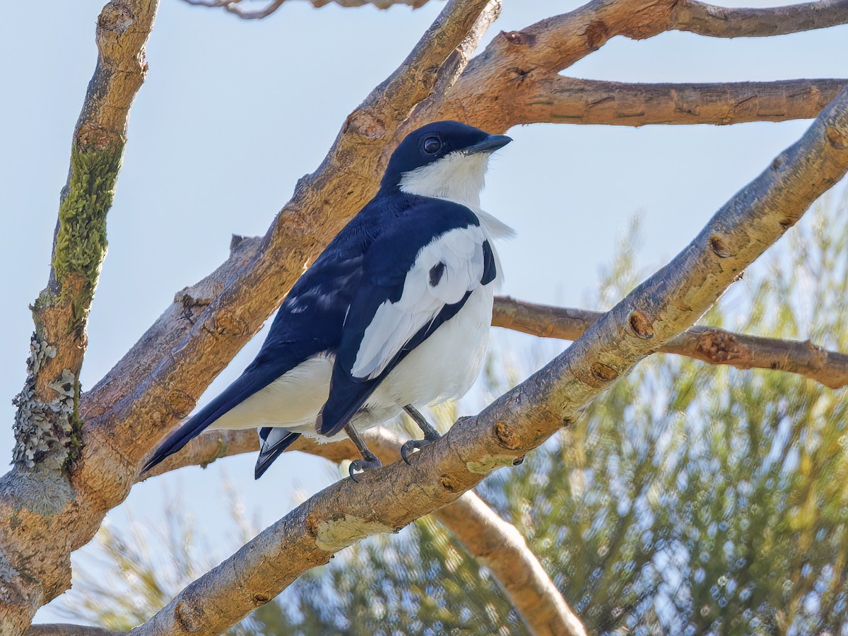 Biak Triller - Lalage leucoptera - Birds of the World