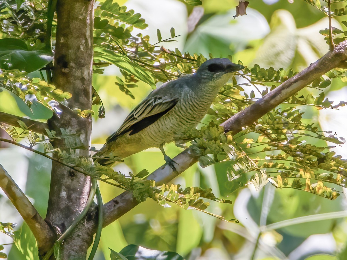 Timor Cicadabird - Edolisoma timoriense - Birds of the World