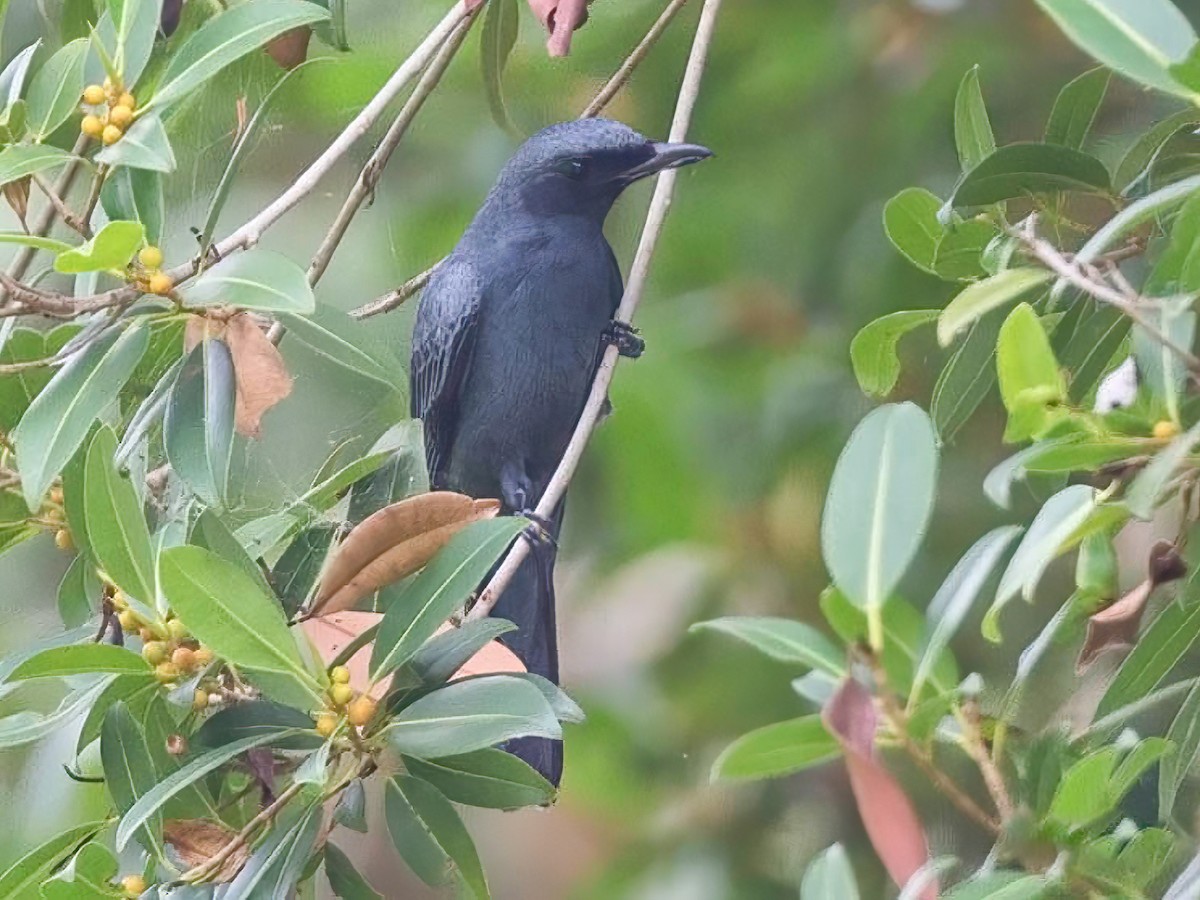 Obi Cicadabird - Edolisoma obiense - Birds of the World