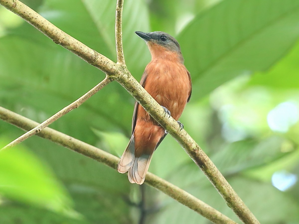 Pohnpei Cicadabird - Edolisoma insperatum - Birds of the World