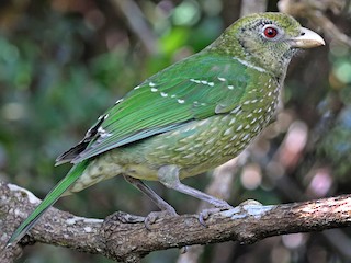 Green Catbird - eBird