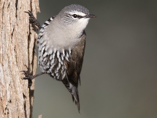 White-browed Treecreeper - eBird