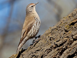 White-browed Treecreeper - eBird