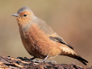 Rufous Treecreeper - eBird