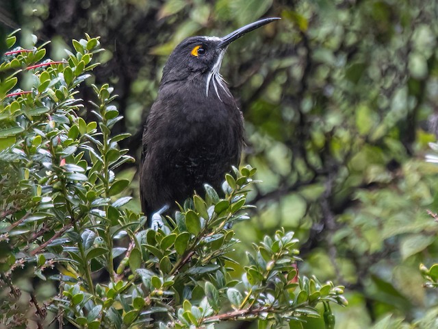 Photos - Long-bearded Honeyeater - Melionyx princeps - Birds of the World