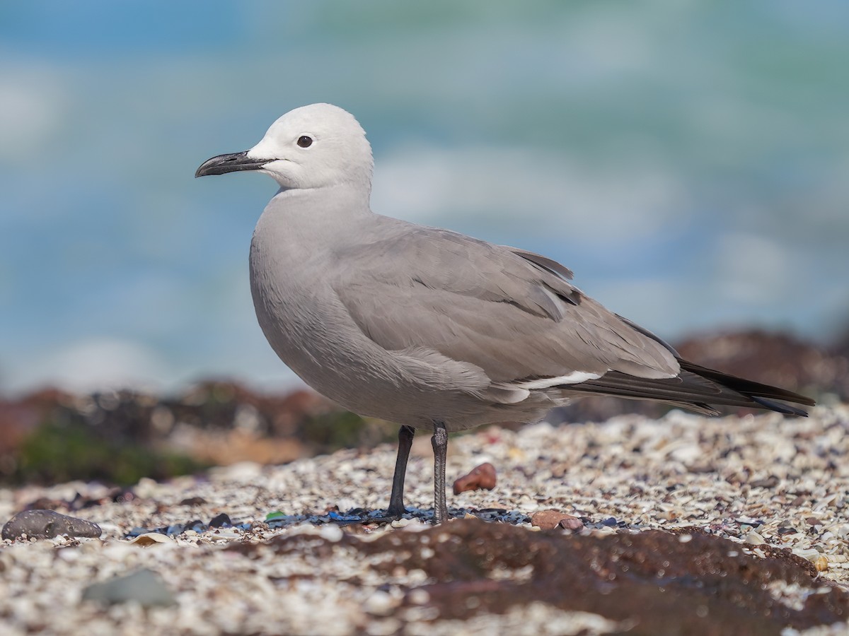 Gray Gull - Leucophaeus modestus - Birds of the World