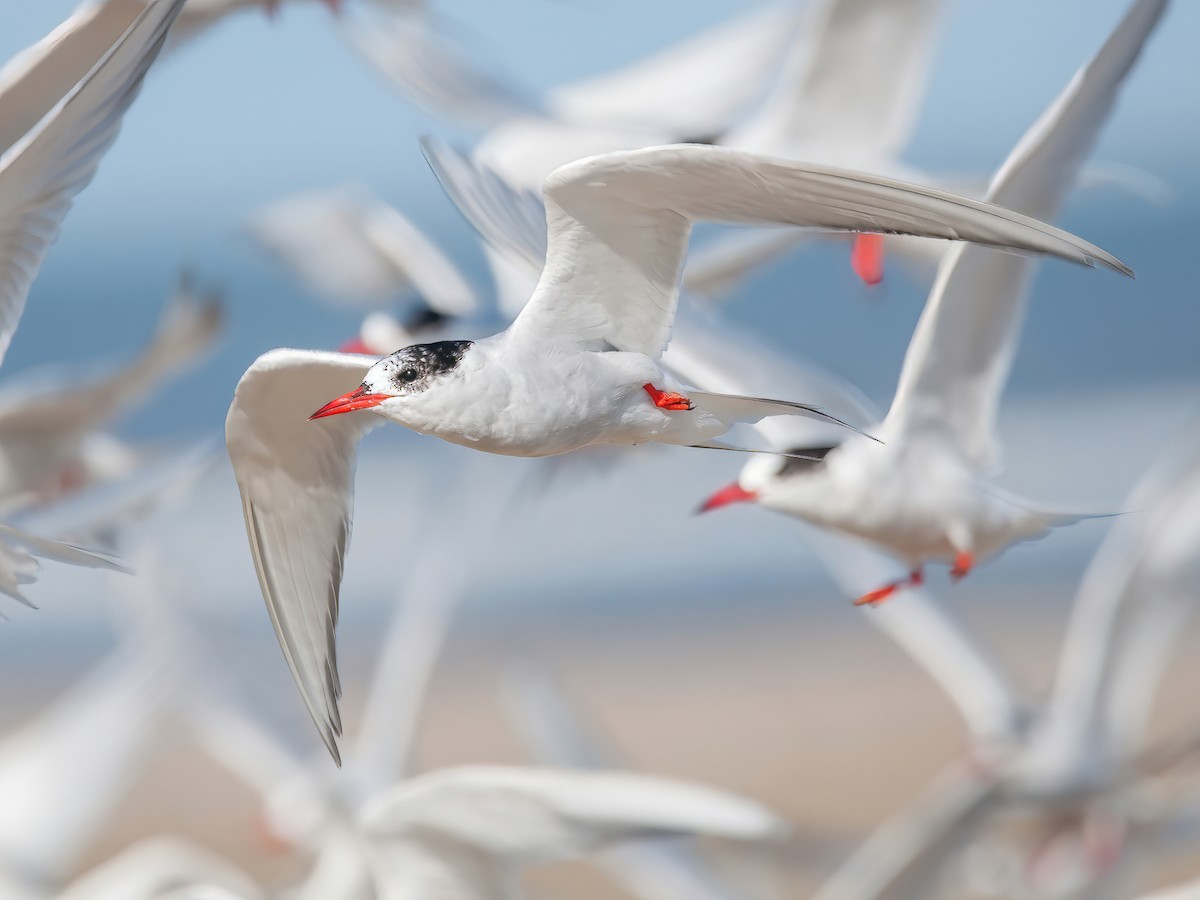 South American Tern - Sterna hirundinacea - Birds of the World
