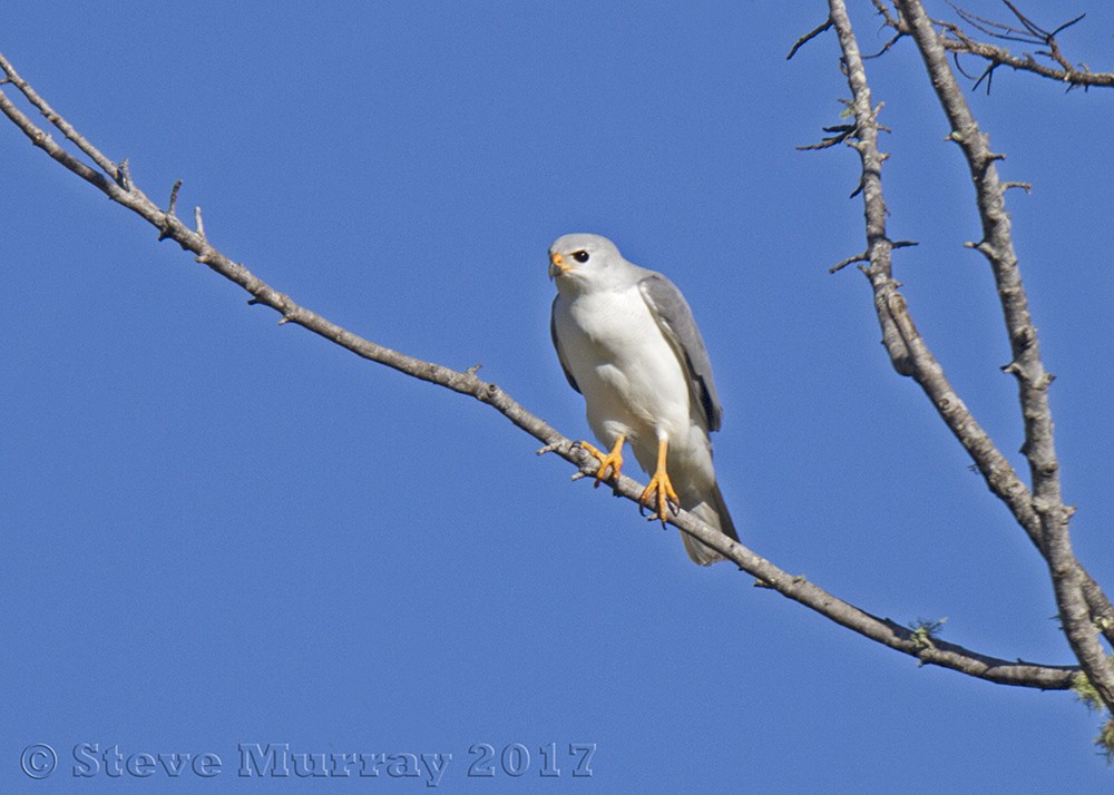 ML62309321 Gray Goshawk Macaulay Library