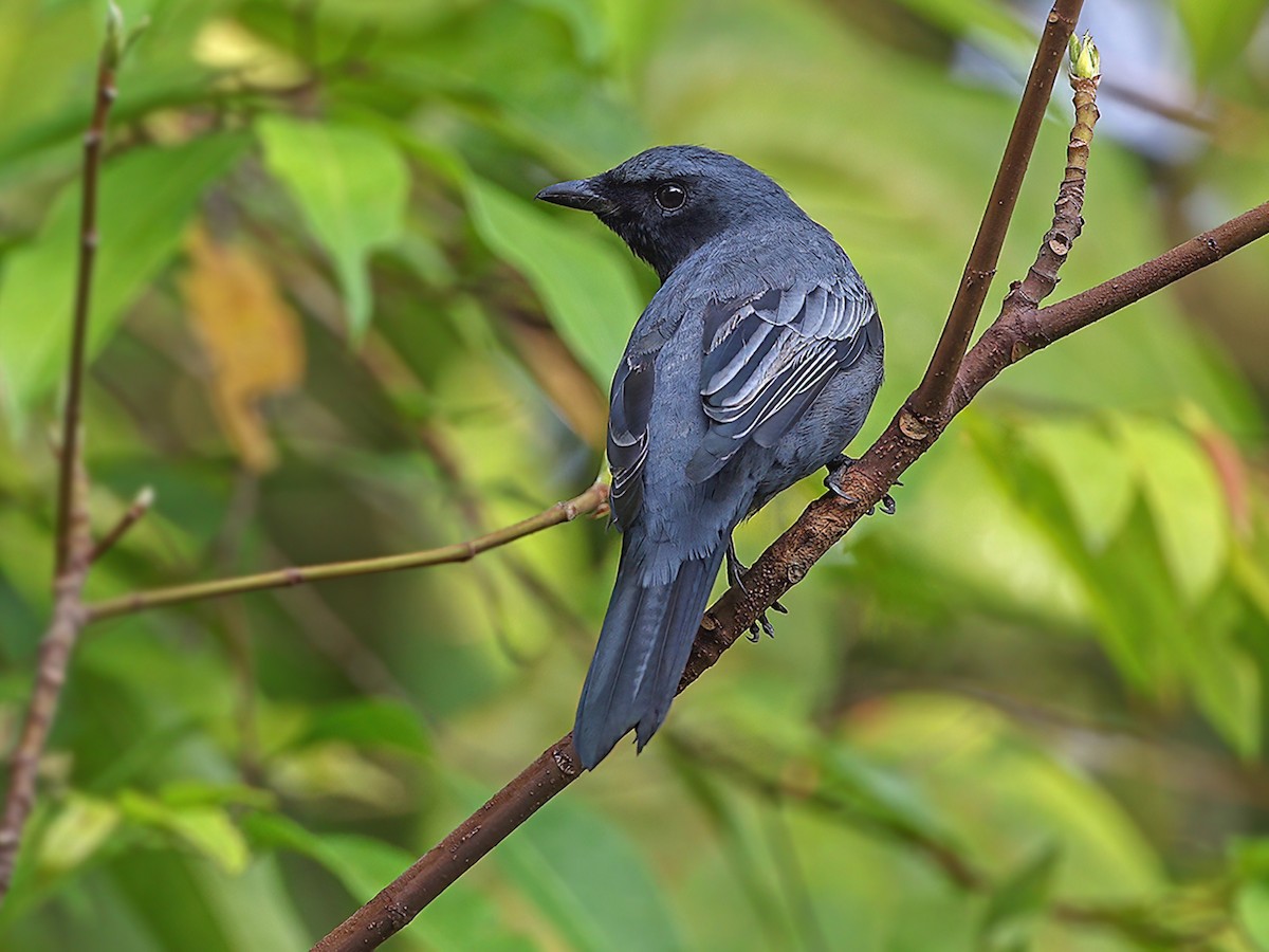 Sulawesi Cicadabird - Edolisoma morio - Birds of the World