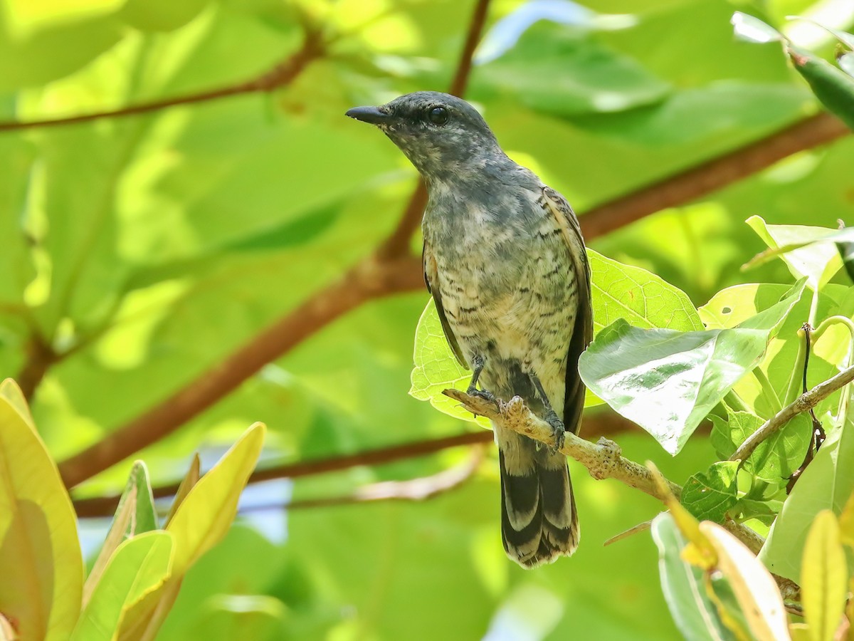 Palau Cicadabird - Edolisoma monacha - Birds of the World