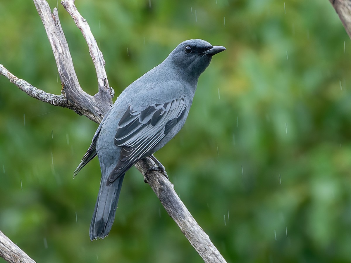Sahul Cicadabird - Edolisoma tenuirostre - Birds of the World