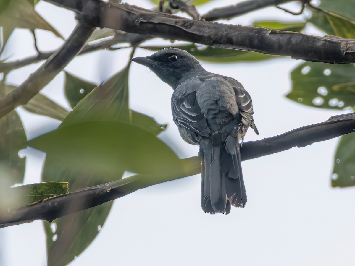 North Moluccan Cicadabird - Edolisoma grayi - Birds of the World