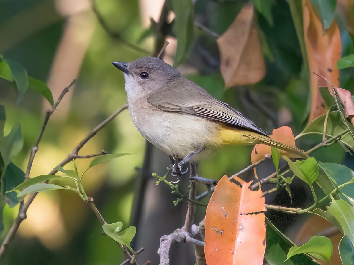 Fawn-breasted Whistler - Pachycephala orpheus - Birds of the World