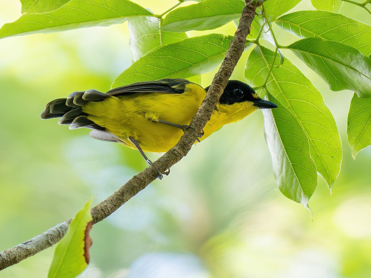 Yellow-throated Fiji Whistler - Pachycephala graeffii - Birds of the World