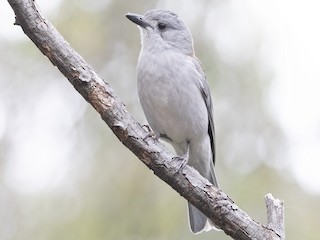 Gray Shrikethrush - eBird