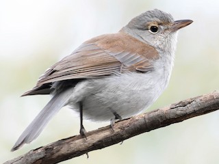 Gray Shrikethrush - eBird