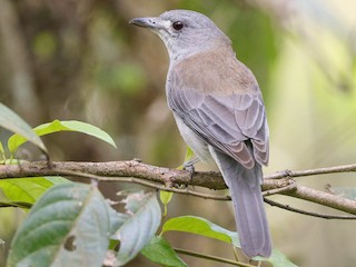 Gray Shrikethrush - eBird