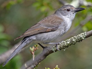 Gray Shrikethrush - eBird