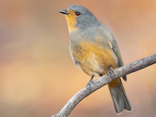 Red-lored Whistler - eBird