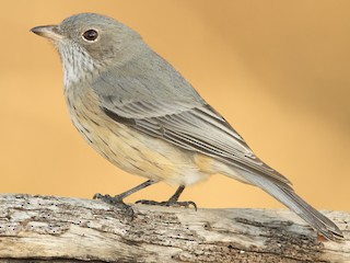 Rufous Whistler - eBird