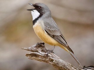Rufous Whistler - eBird