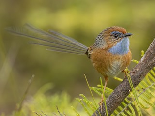 Southern Emuwren - eBird