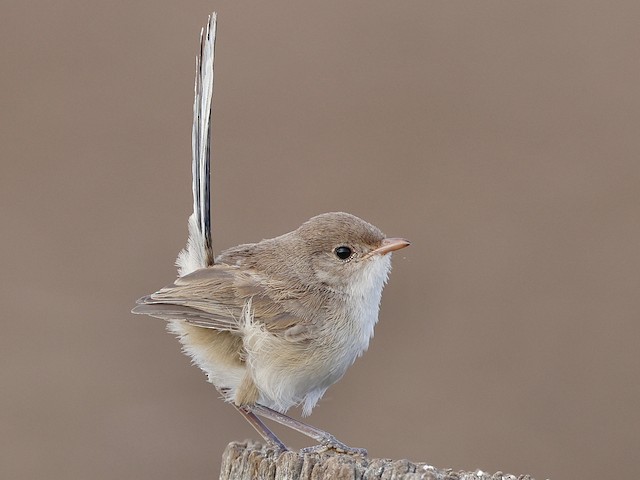 Photos - White-winged Fairywren - Malurus leucopterus - Birds of the World