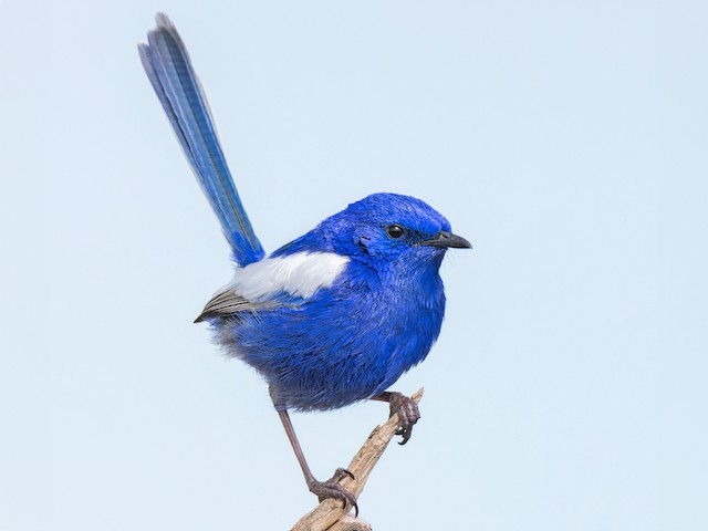 Photos - White-winged Fairywren - Malurus leucopterus - Birds of the World