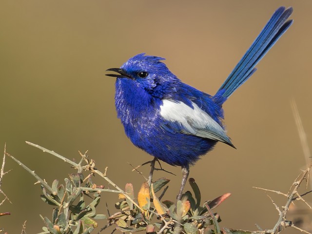 Photos - White-winged Fairywren - Malurus leucopterus - Birds of the World