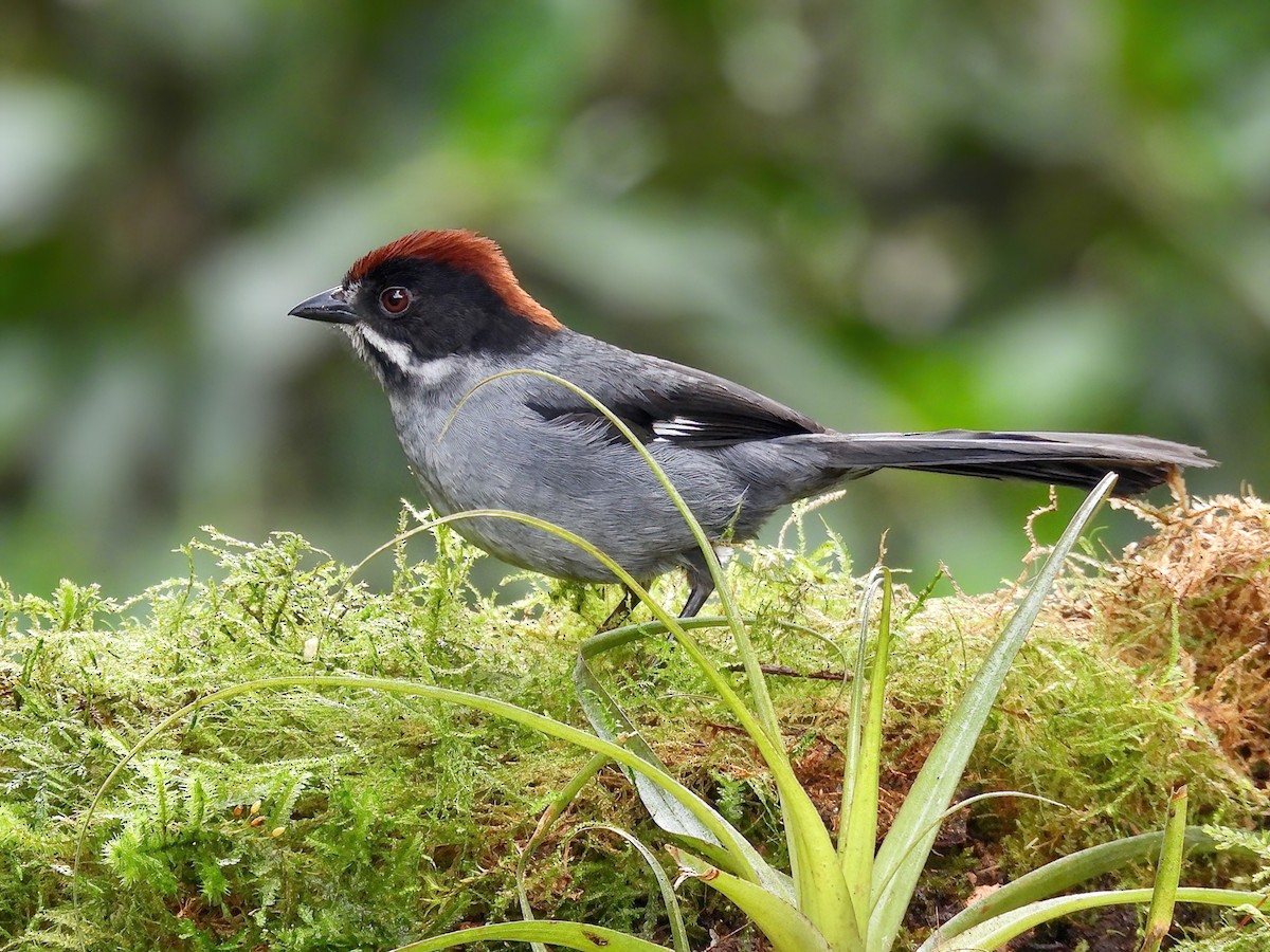 Northern Slaty Brushfinch - Atlapetes schistaceus - Birds of the World