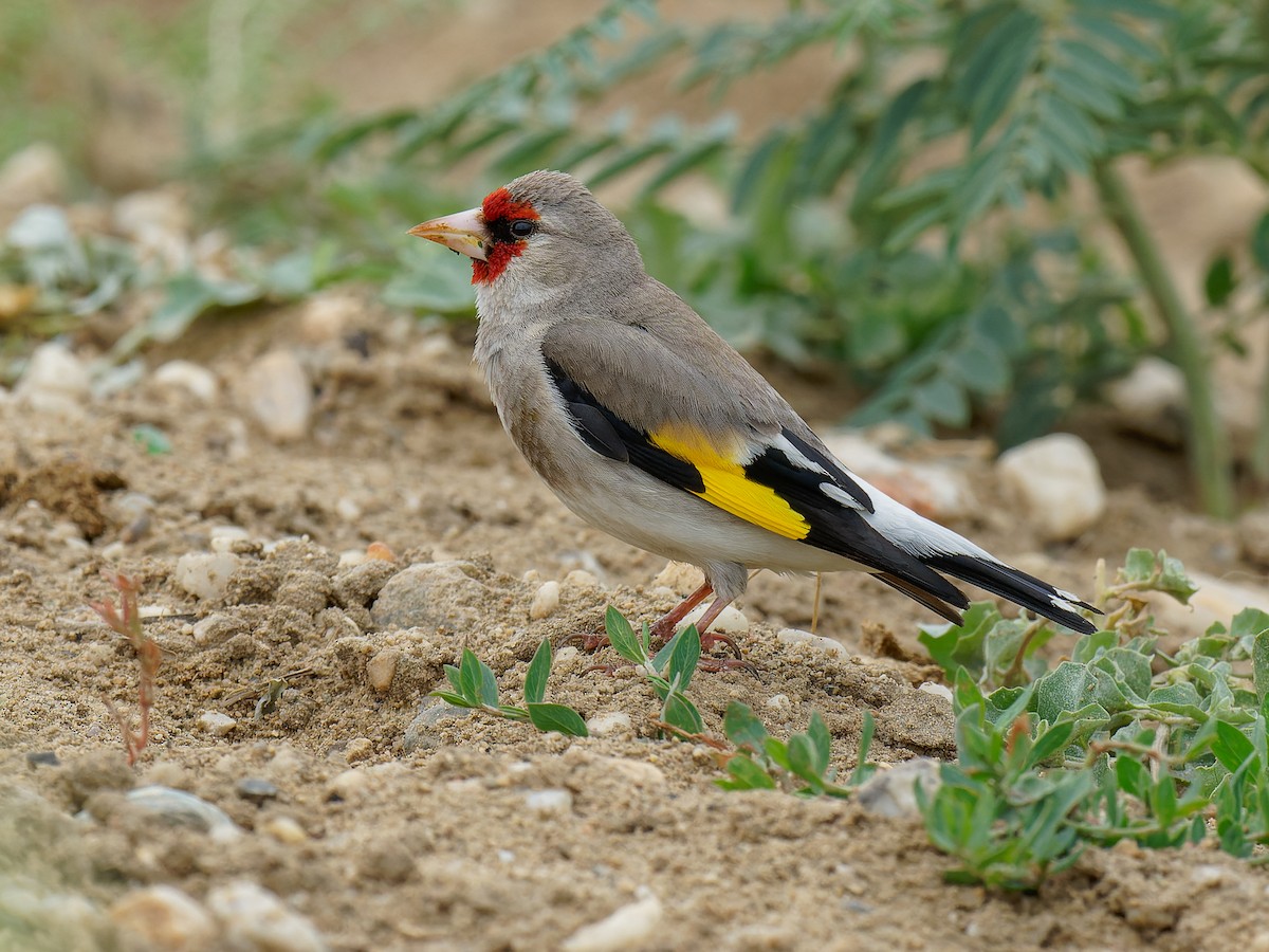 Gray-crowned Goldfinch - Carduelis caniceps - Birds of the World