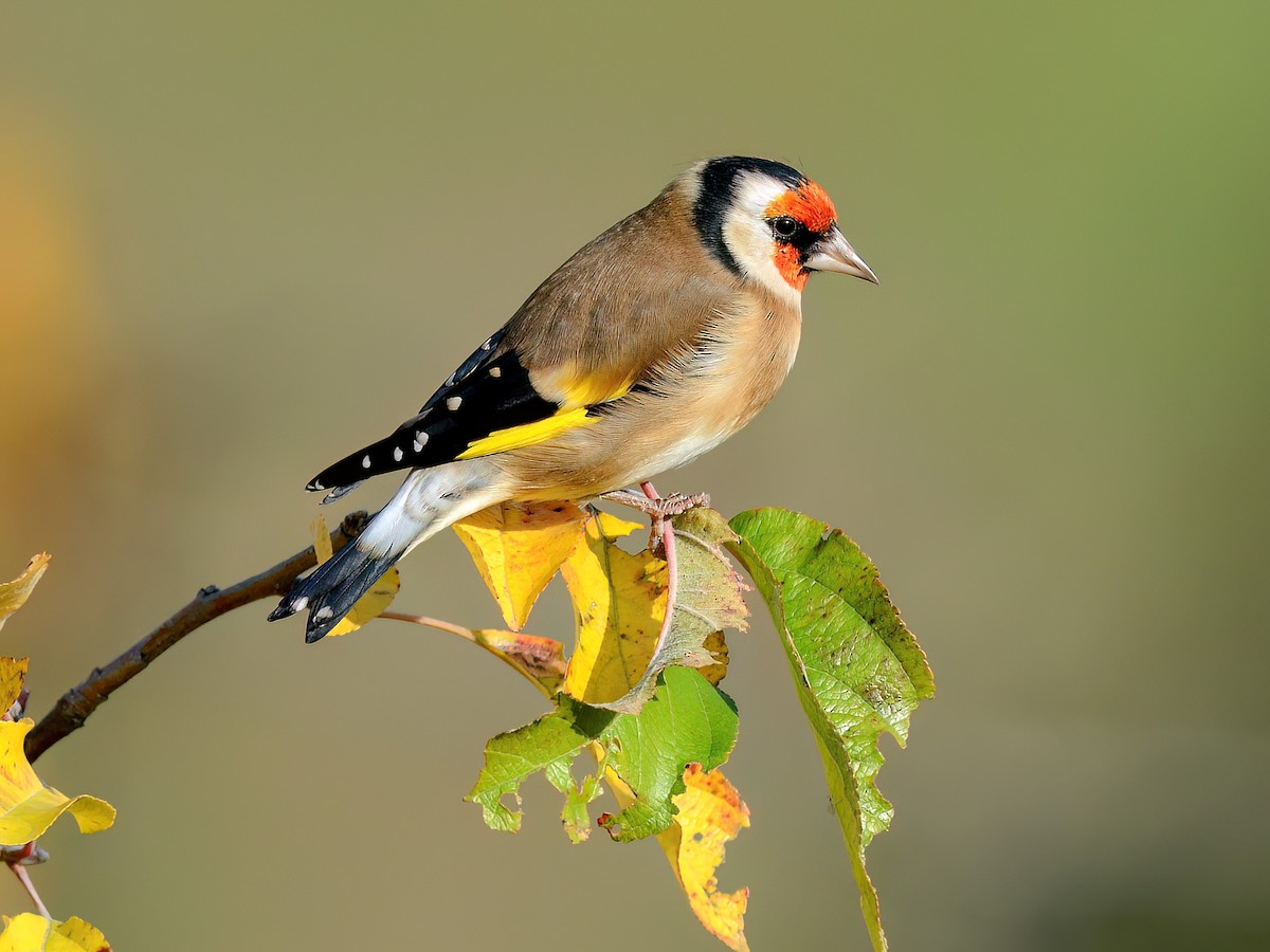 European Goldfinch - Carduelis carduelis - Birds of the World