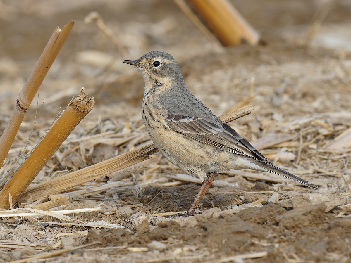 Siberian Pipit - Anthus japonicus - Birds of the World