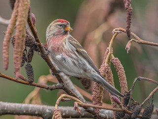 Redpoll - Acanthis flammea - Birds of the World