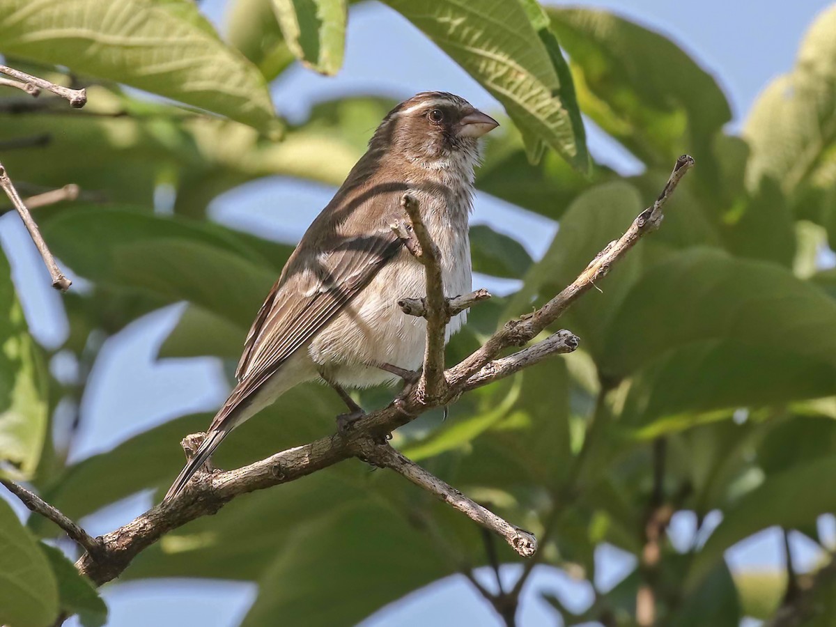 Stripe-breasted Seedeater - Crithagra striatipectus - Birds of the World