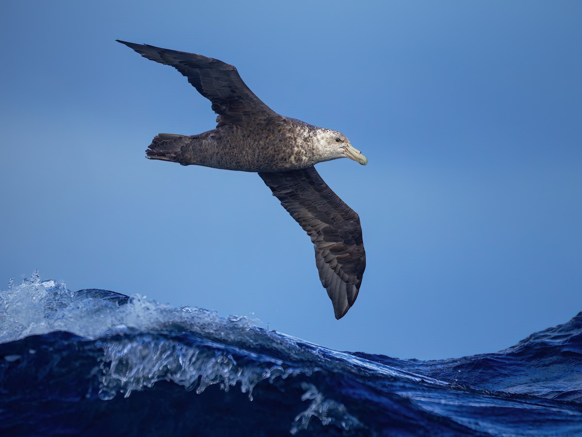 Southern Giant-Petrel - Macronectes giganteus - Birds of the World