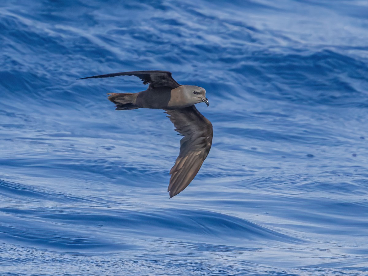 Swinhoe's Storm-Petrel - Hydrobates monorhis - Birds of the World