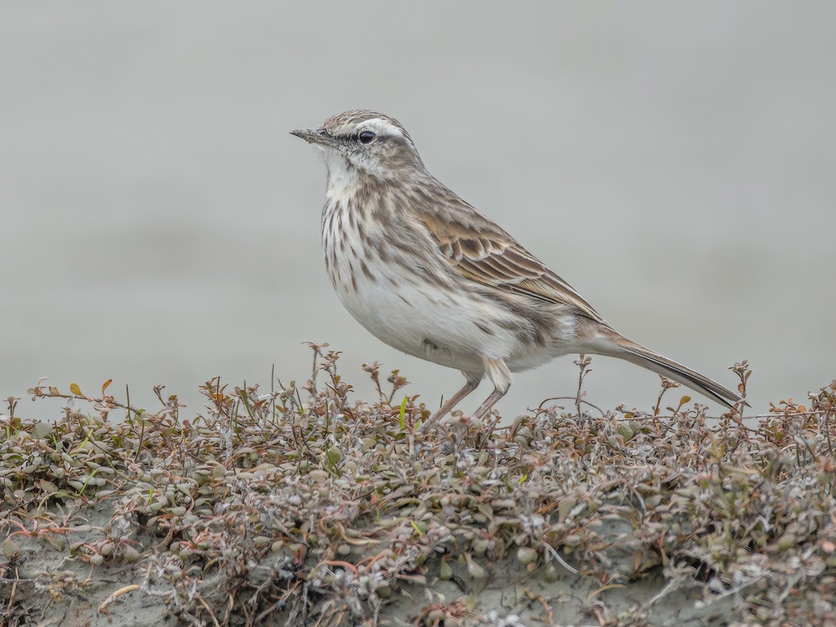 New Zealand Pipit - Anthus novaeseelandiae - Birds of the World