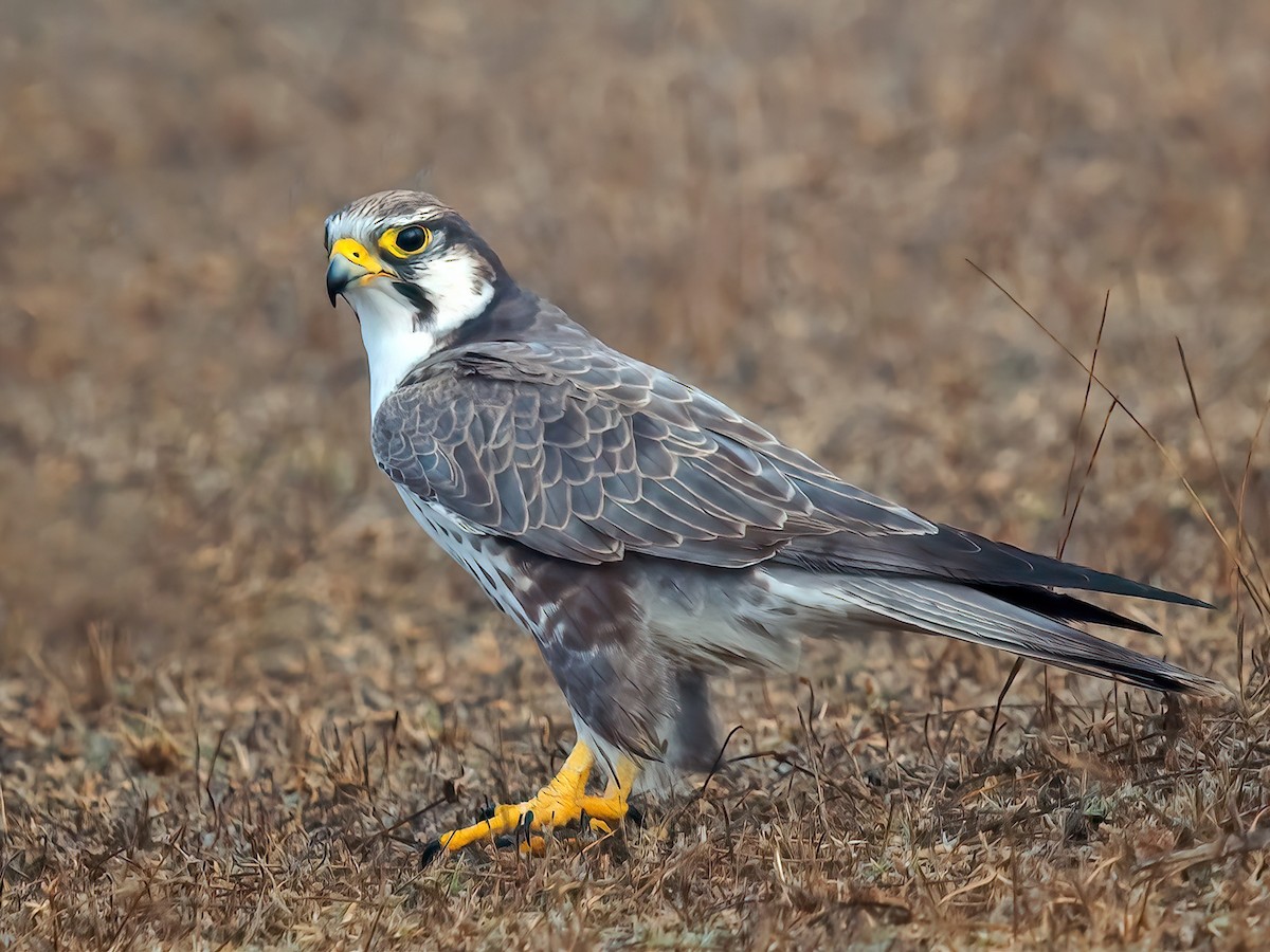 Laggar Falcon - Falco jugger - Birds of the World