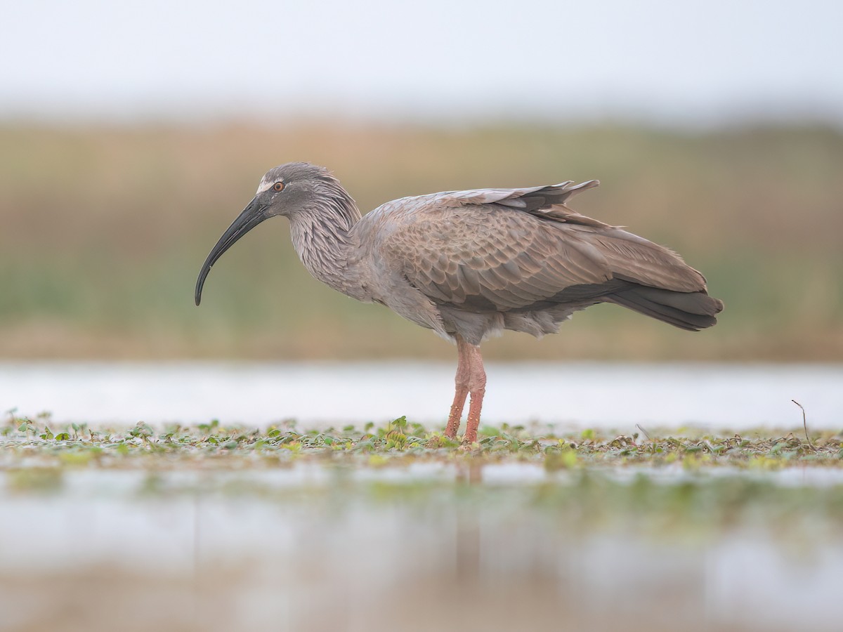 Plumbeous Ibis - Theristicus caerulescens - Birds of the World